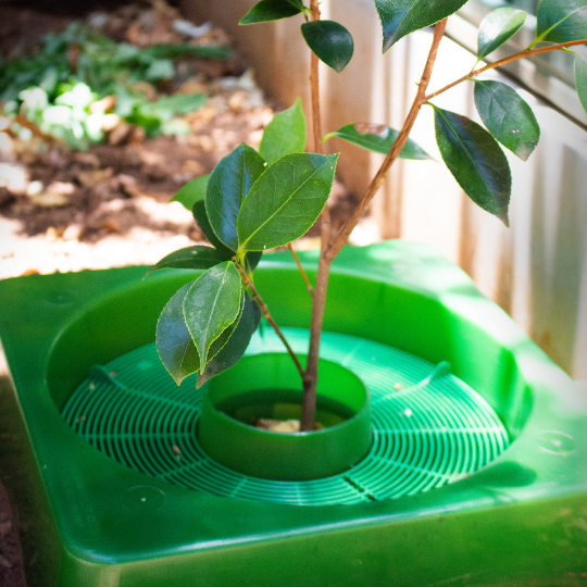 Discover GrowWell™ • www.focusplantingaustralia.com.au