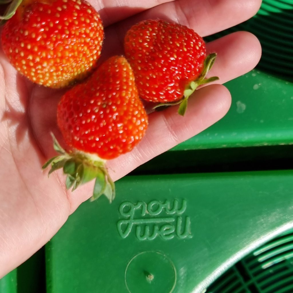 Discover GrowWell™ • www.focusplantingaustralia.com.au